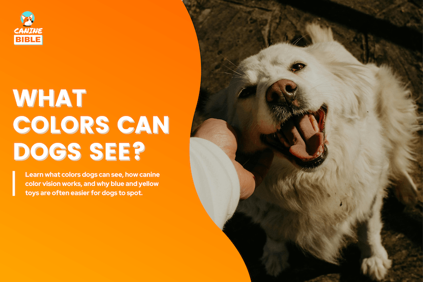 What Colors Can Dogs See? The Full Guide to Dog Color Vision - Canine Bible