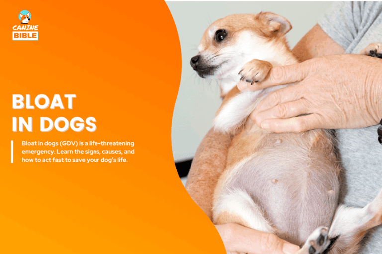 Bloat in Dogs (GDV): Symptoms, Types, Causes, Signs & Prevention ...