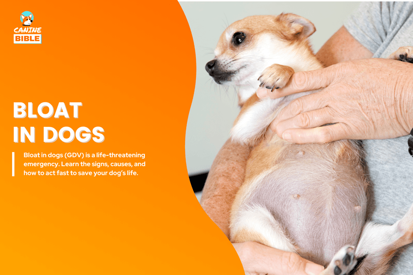 Bloat in Dogs (GDV): Symptoms, Types, Causes, Signs & Prevention ...