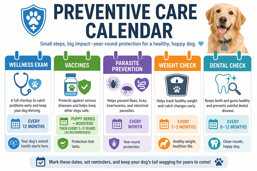 How to Take Care of a Dog 101: Complete Checklist & Care Guide - Canine ...