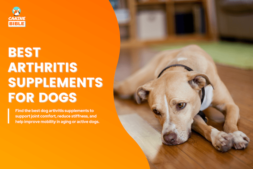 The 16 Best Arthritis Supplements For Dogs 2026: Vet-Approved - Canine ...