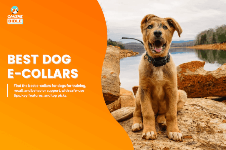 The 12 Best Dog E-Collars in 2026: Reviewed & Tested - Canine Bible