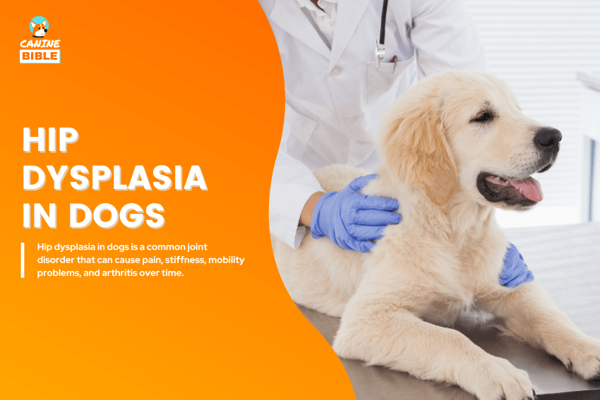 Hip Dysplasia in Dogs: Symptoms, Types, Causes, Signs & Prevention ...