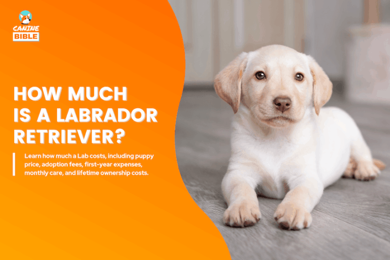 Labrador Retriever Prices 2026: How Much They Cost? (& Best Place to ...