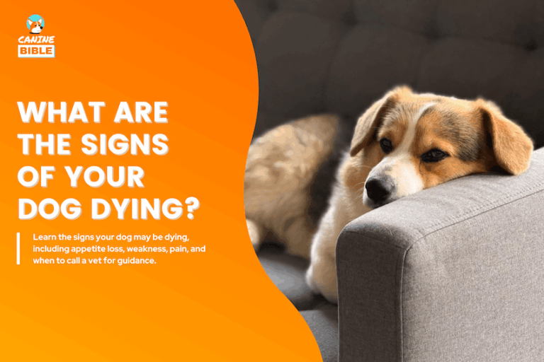 What Are the Signs of Your Dog Dying? Behavior, Symptoms & More ...