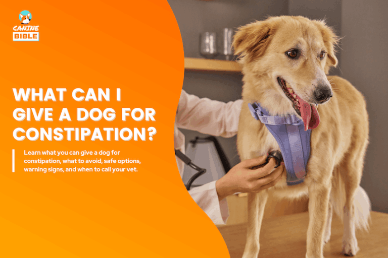 What Can I Give a Dog for Constipation? 12 At-Home Remedies - Canine Bible