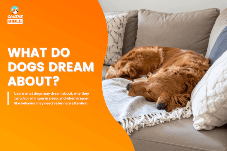 What Do Dogs Dream About? Nightmares, Facts & When to Worry - Canine Bible