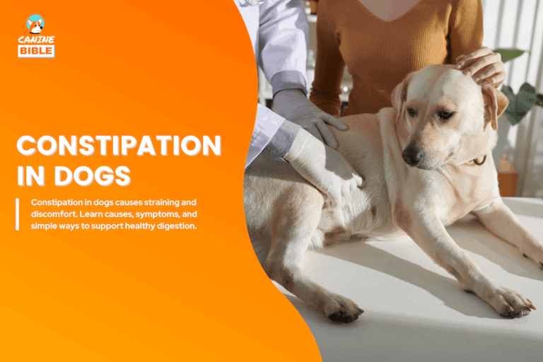 Ear Mites In Dogs: Symptoms, Types, Causes, Signs & Prevention - Canine ...