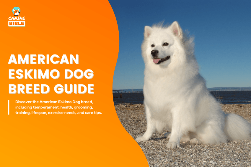 American Eskimo Dog Breed Information: Traits, Facts, Care & More ...