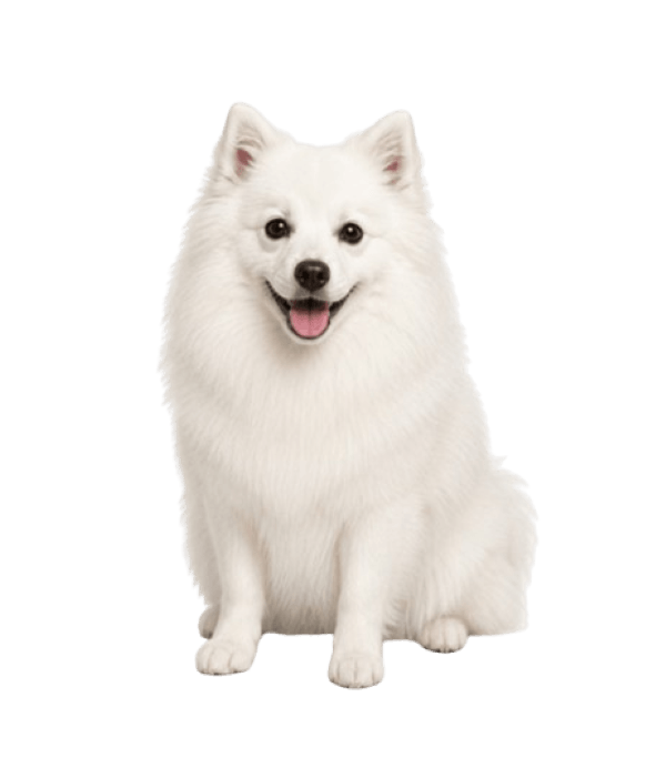 American Eskimo Dog Breed Information: Traits, Facts, Care & More ...