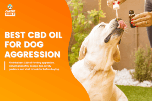 The Best CBD Oil for Dog Aggression 2026: Review & Guide - Canine Bible
