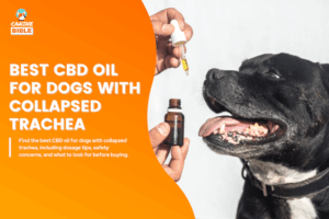 Best CBD Oil for Dogs with Collapsed Trachea 2026: Review & Guide ...