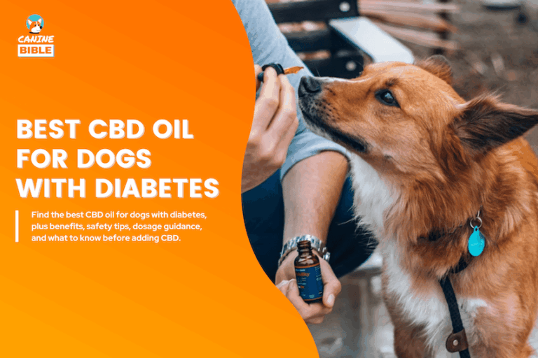 Best CBD Oil for Dogs with Diabetes 2026: Review & Guide - Canine Bible