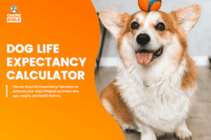 Dog Life Expectancy Calculator: Lifespan Chart by Breed, Size & Weight ...