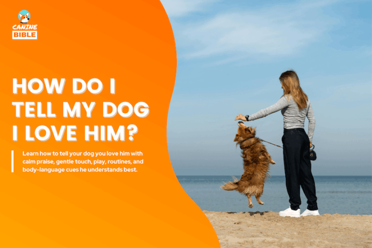 How Do I Tell My Dog I Love Him: 8 Ways Dogs Actually Understand ...