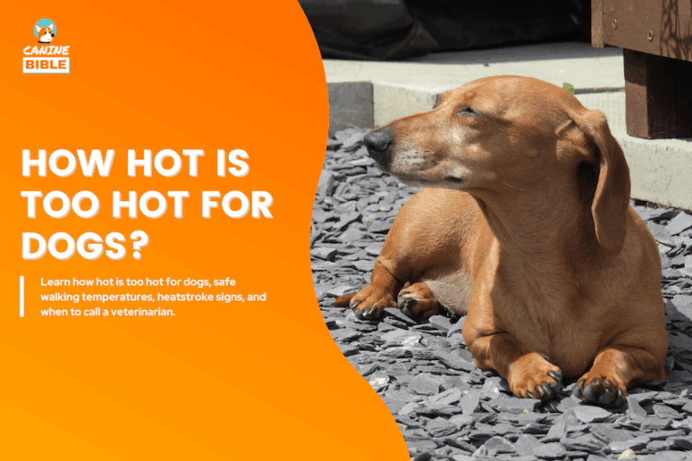 How Hot Is Too Hot for Dogs? Safe Temperatures & Heatstroke Signs ...
