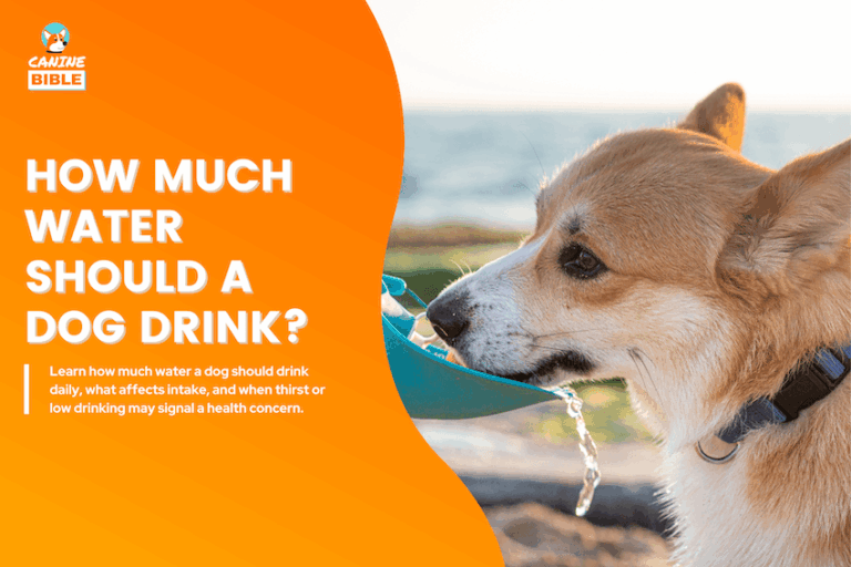 How Much Water Should a Dog Drink? Daily Chart by Weight, Age & Weather ...