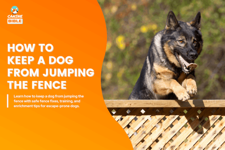 How to Keep a Dog From Jumping the Fence: 7 Safe Ways to Stop Escapes ...