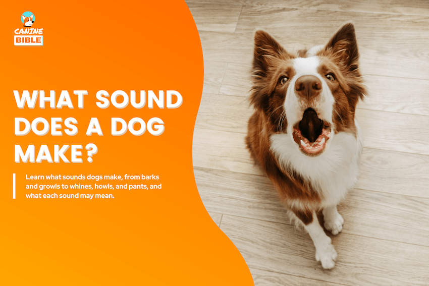 What Sound Does a Dog Make? Barks, Whines, Growls & What They Mean ...